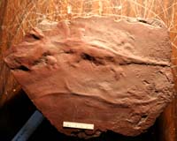 Ancient Amphibians Left Full-Body Imprints