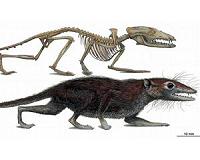 Fossil Discovery Represents New Milestone in Early Mammal Evolution