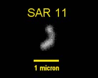 Microbe Has Huge Role In Ocean Life, Carbon Cycle
