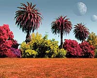 Colors Of Alien Plants